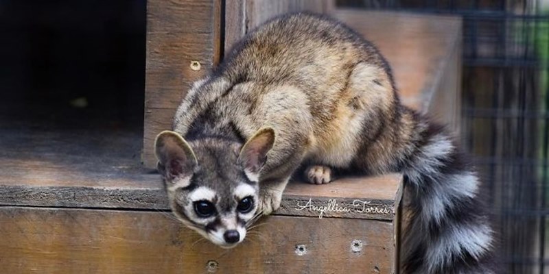 ทำความรู้จักเจ้า Ringtail Cat สัตว์สุดคิวต์แห่งอเมริกาเหนือ - realmetro.com